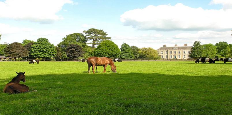 Luxury Houses for Sale Killcullen, Co. Kildare | Castlemartin Stud Farm ...