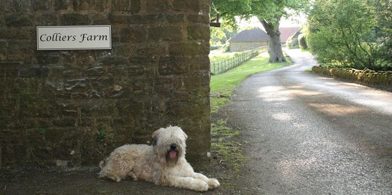 Colliers Farm | 5-Star Bed & Breakfast Haslemere - Fivestar.ie