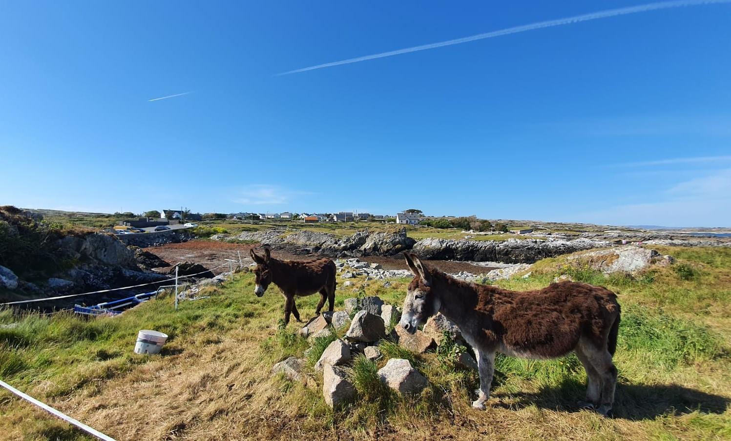 Sea View Connemara | 5-Star Self-Catering Gorumna Islands - Fivestar.ie